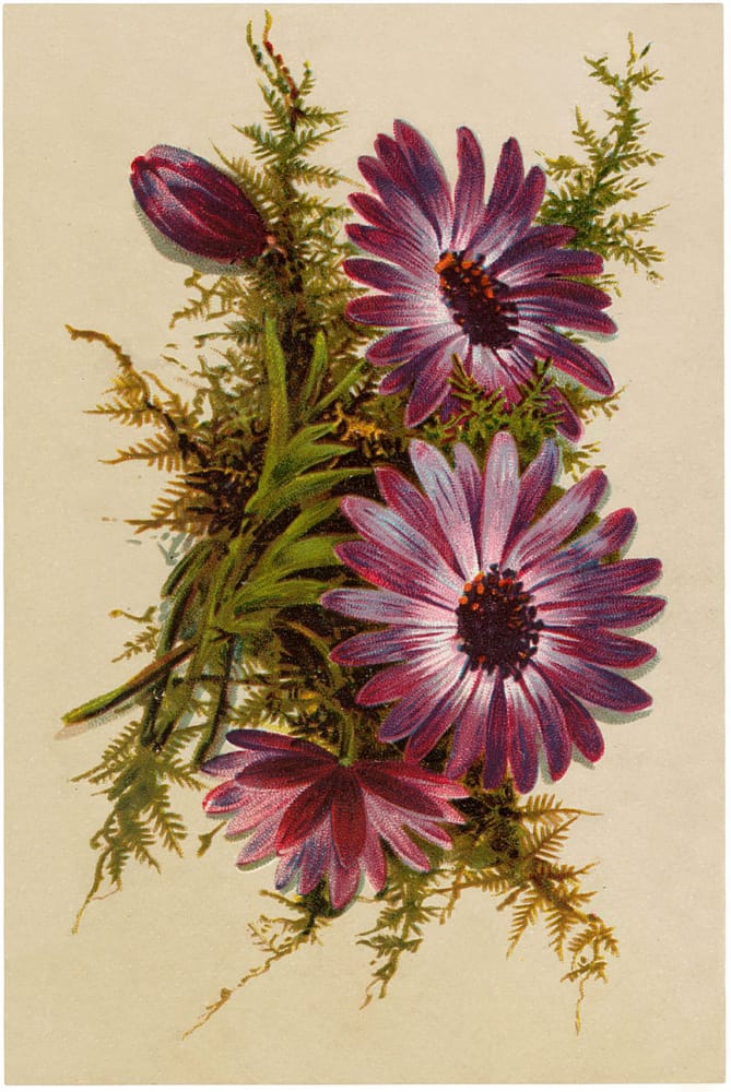 Royalty Free Vintage Botanical Art Illustrations
