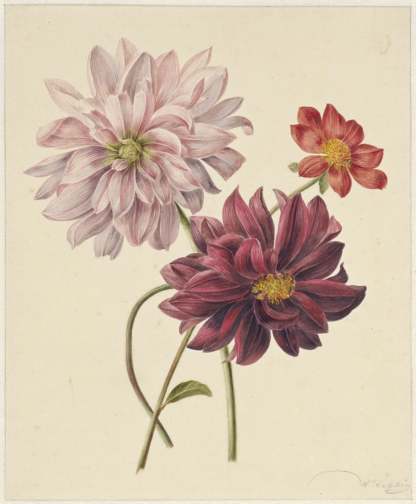 Royalty Free Vintage Botanical Art Illustrations Page 5