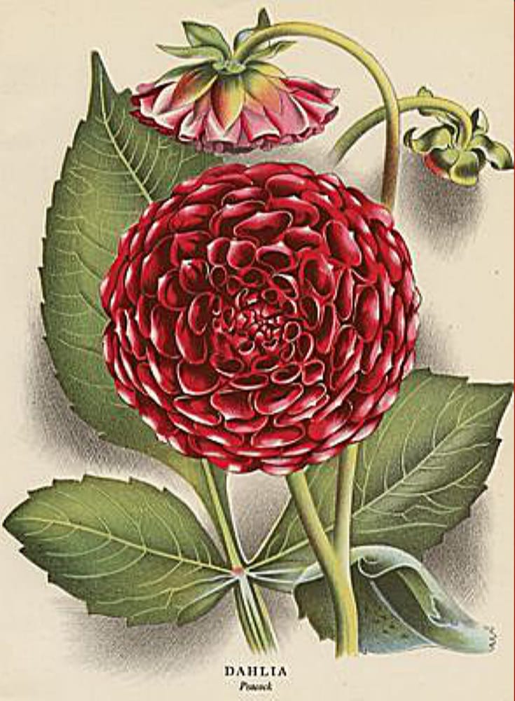 Royalty Free Vintage Botanical Art Illustrations Page 5