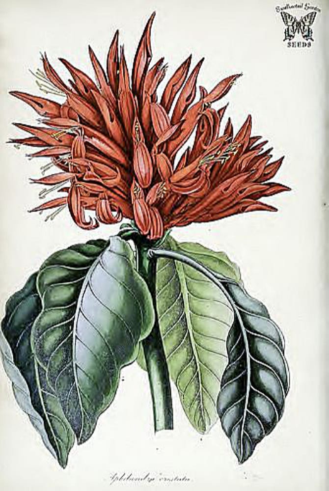 Royalty Free Vintage Botanical Art Illustrations Page 5