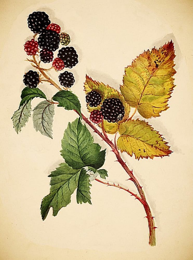 Royalty Free Vintage Botanical Art Illustrations Page 5