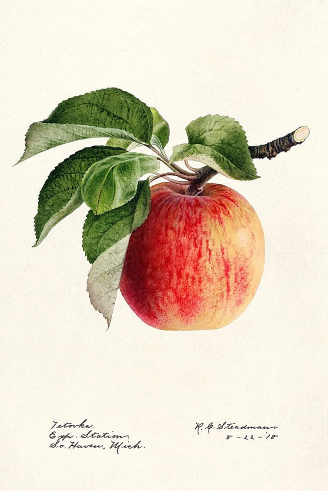 Royalty Free Vintage Botanical Art Illustrations Page 5