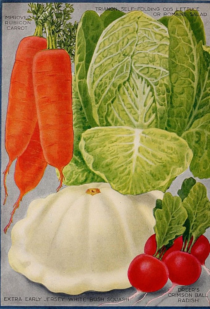 Royalty Free Vintage Botanical Art Illustrations