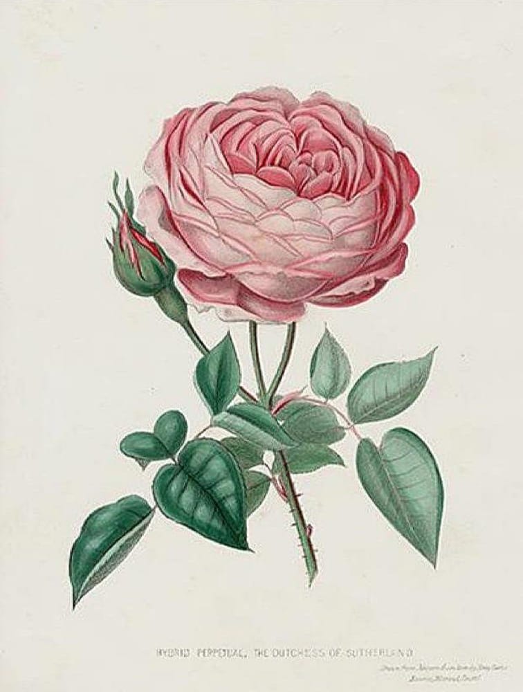 Royalty Free Vintage Botanical Art Illustrations